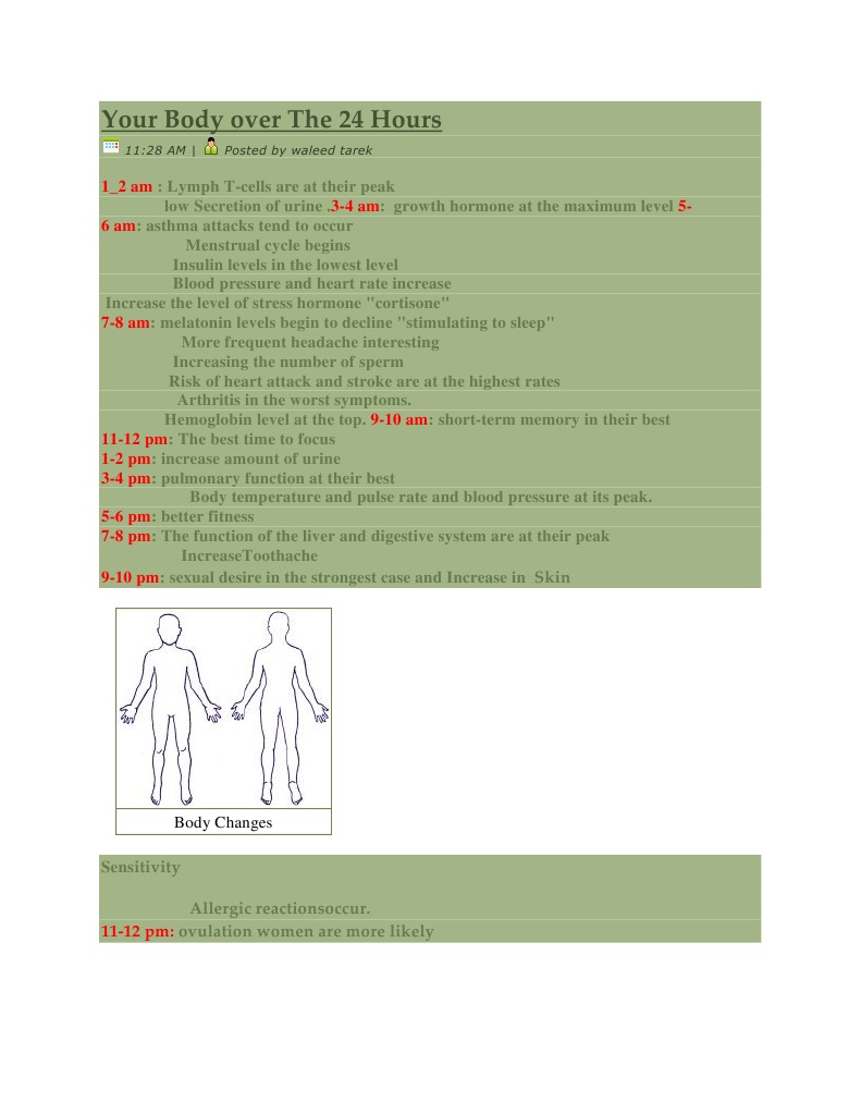 Your Body Over The 24 Hours | PDF