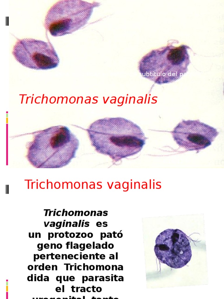 Trichomonas vaginalis | Biología | Medicina