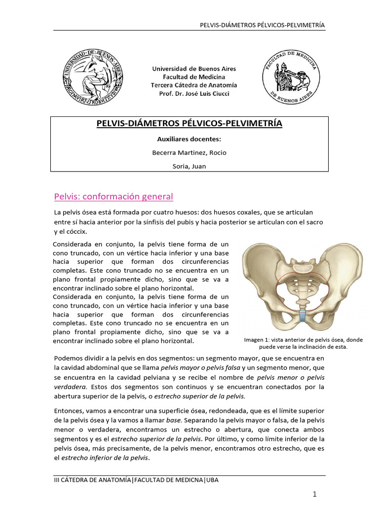 Pelvimetría Anatomia Catedra 3 | PDF | Pelvis | Sistema musculoesquelético