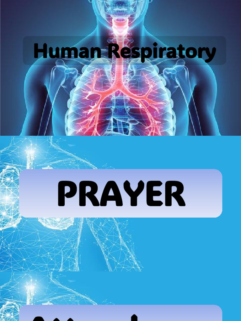 2 - Four Phases of Respiration in Human Respiratory System | PDF ...