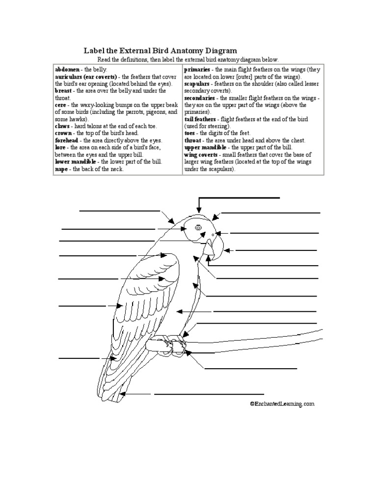 Label The External Bird Anatomy Diagram | PDF
