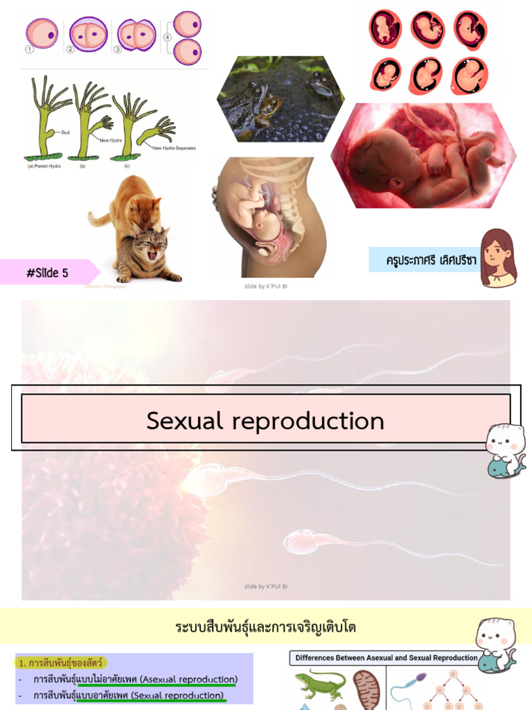 PP 5 Reproduction Note | PDF