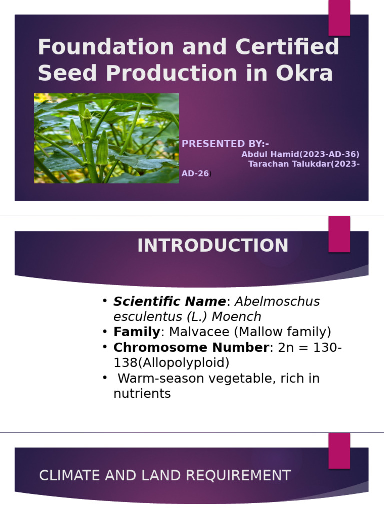 Foundation and Certified Seed Production in Okra | PDF | Pollination | Seed