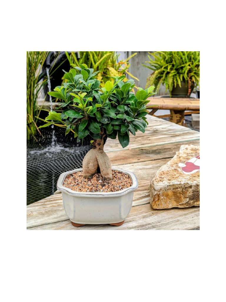 Ficus Microcarpa: Common Names & Uses | PDF