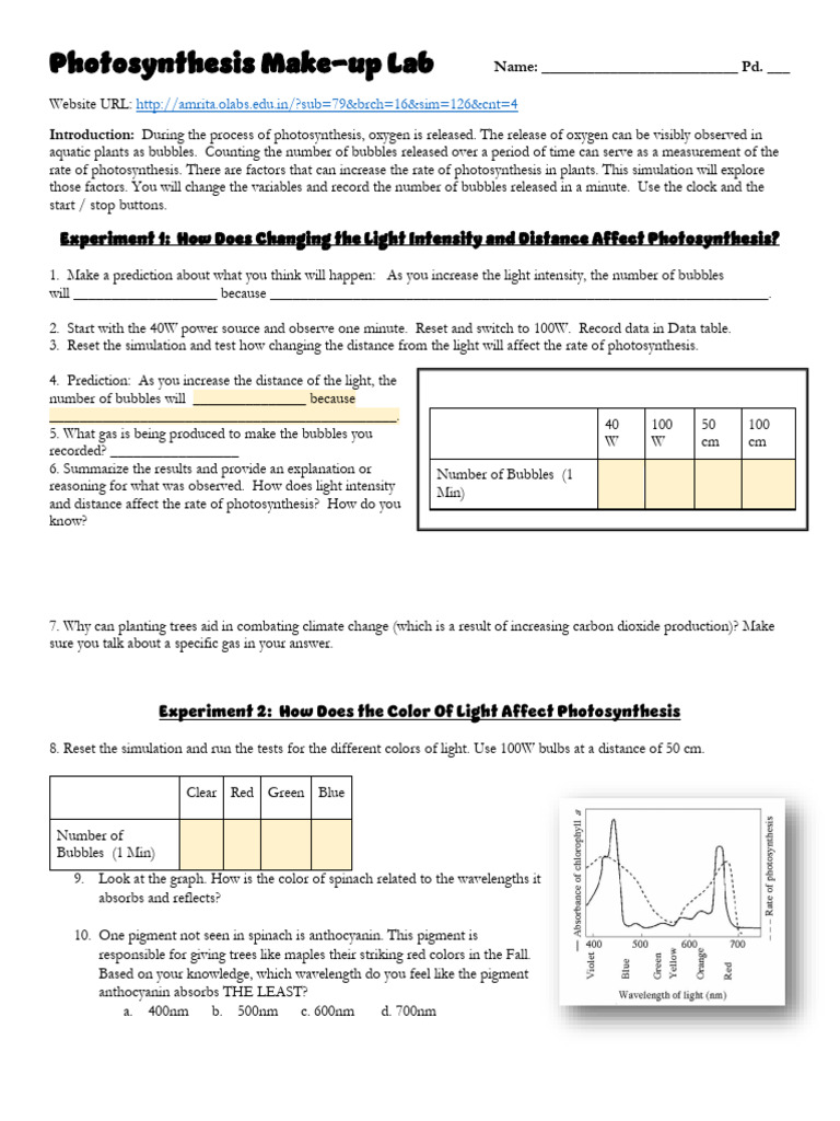 Photosynthesis Lab Make-Up | PDF | Stoma | Photosynthesis