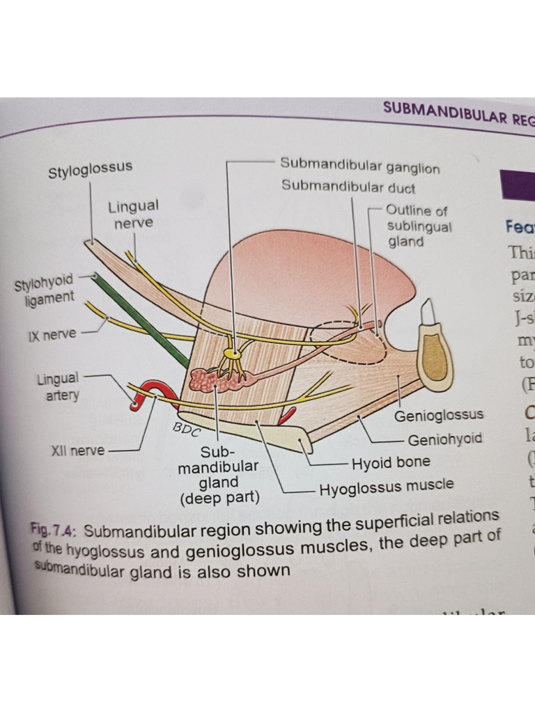 Head and Neck Gross Diagram | PDF