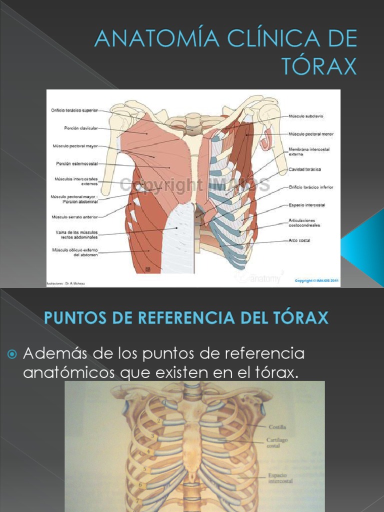 ANATOMÍA CLÍNICA DE TÓRAX