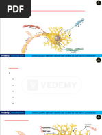 Labeled Neuron Diagram Instructions | PDF | Axon | Myelin