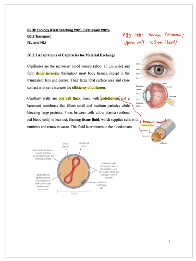 B3.2 Transport (Part 1) | PDF