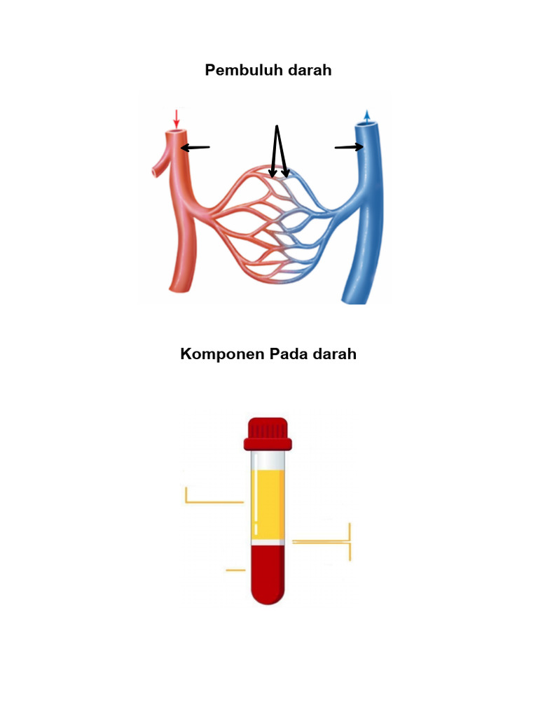 Komponen dan Penyakit Pembuluh Darah | PDF