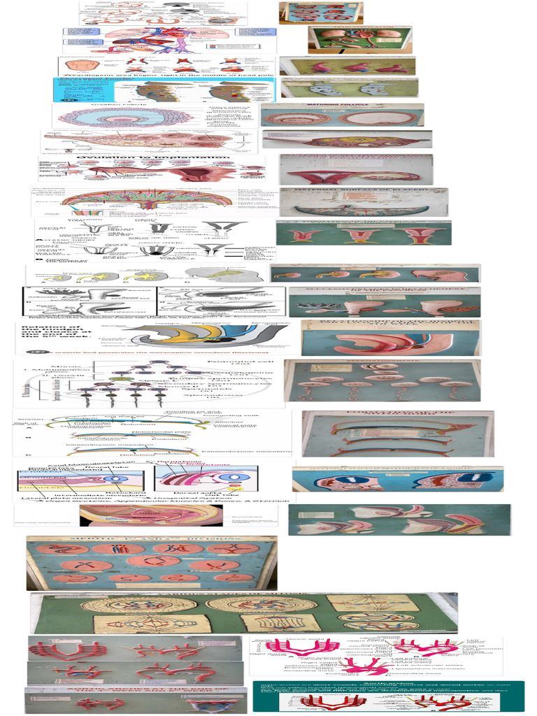 Embryology For Your 1st Year Leaning Faster | PDF