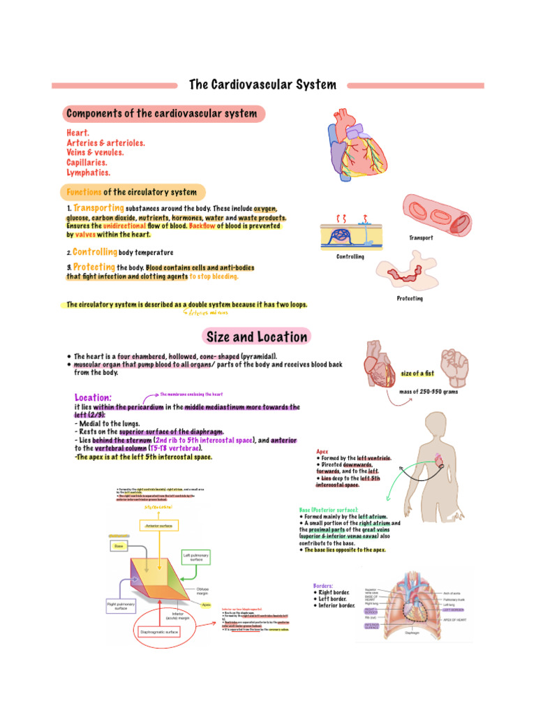 Cardiovascular System Human Anatomy | PDF | Coronary Circulation ...