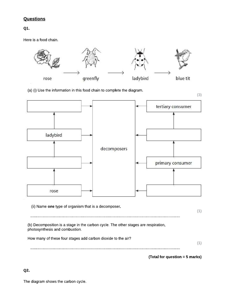 Carbon Cycle Questions PDF | PDF