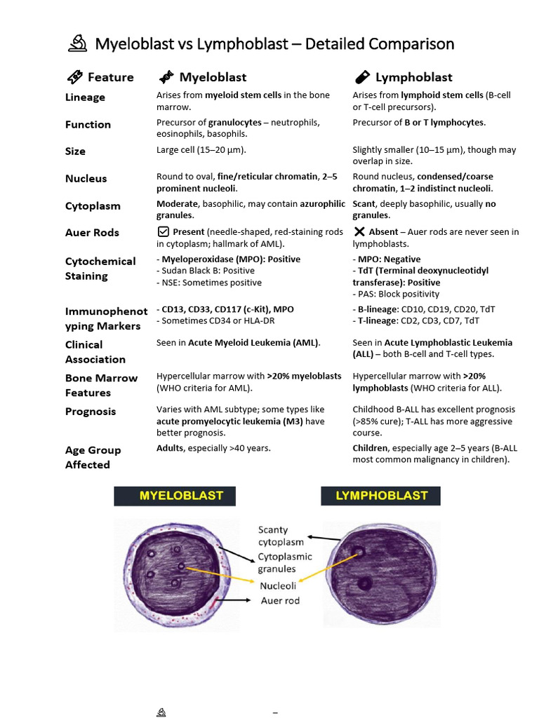 ? Myeloblast Vs Lymphoblast - Detailed Comparison | PDF | Lymphocyte ...