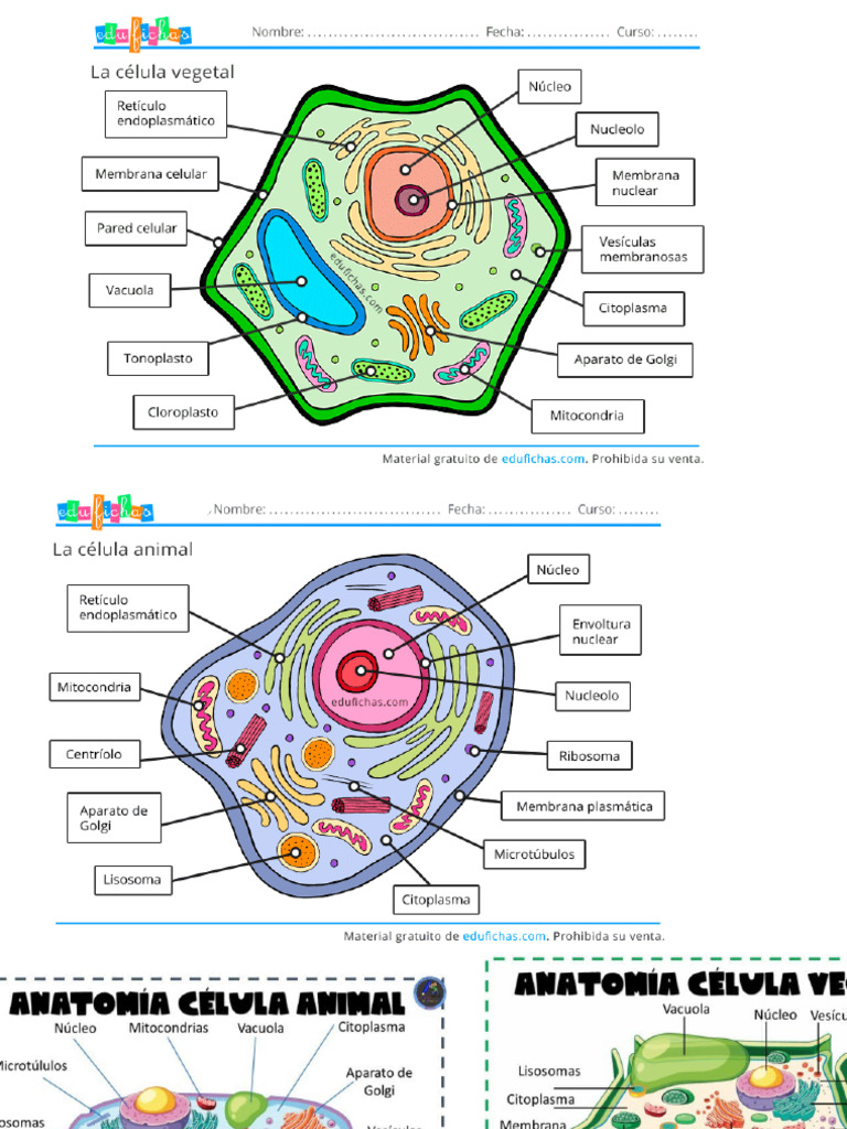 Recopilación de Célula Animal y Vegetal | PDF