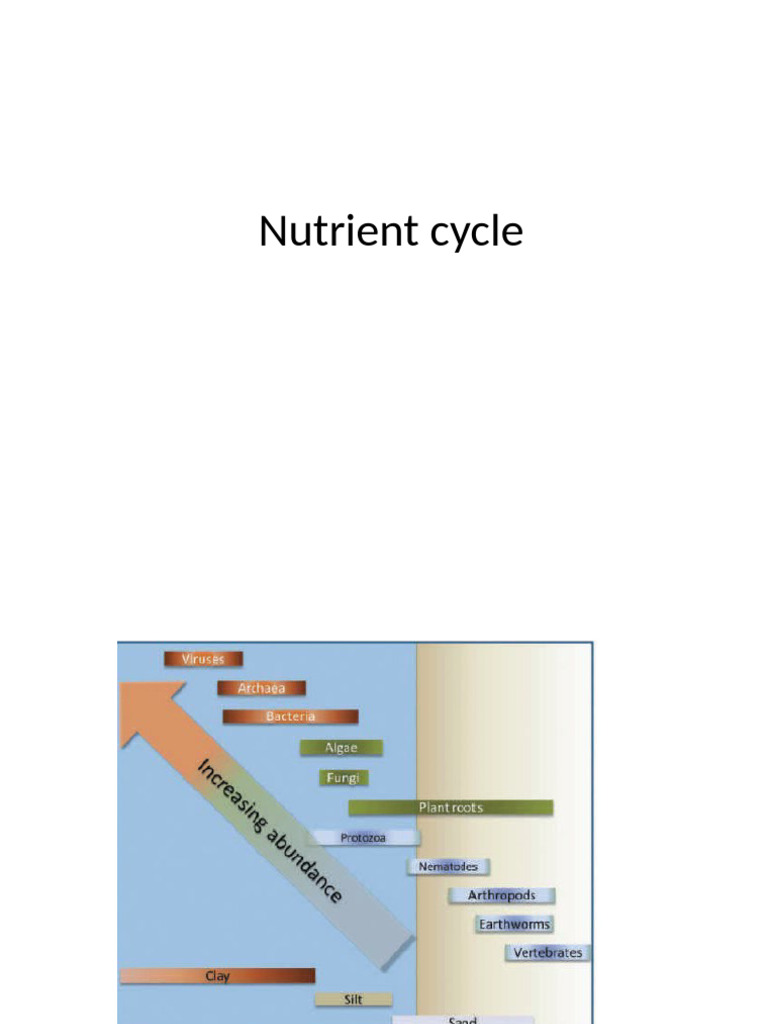 507 nutrient cycle-1 | PDF | Soil | Nitrate