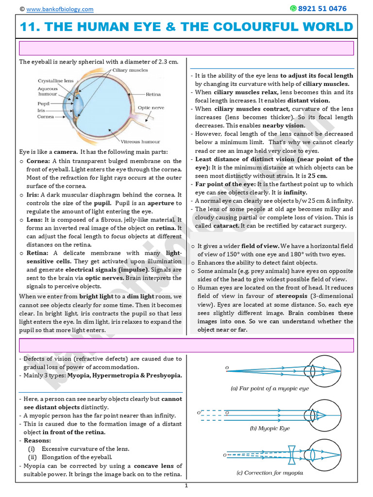 Understanding the Human Eye Anatomy | PDF | Eye | Human Eye