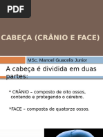 Anatomia dos Ossos da Cabeça | PDF | Crânio | Anatomia