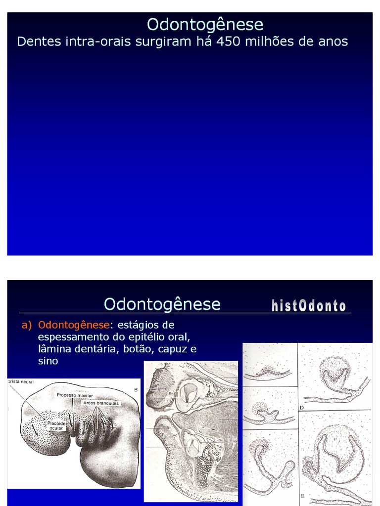 Odontogenese | PDF | Dente | Esmalte dentário