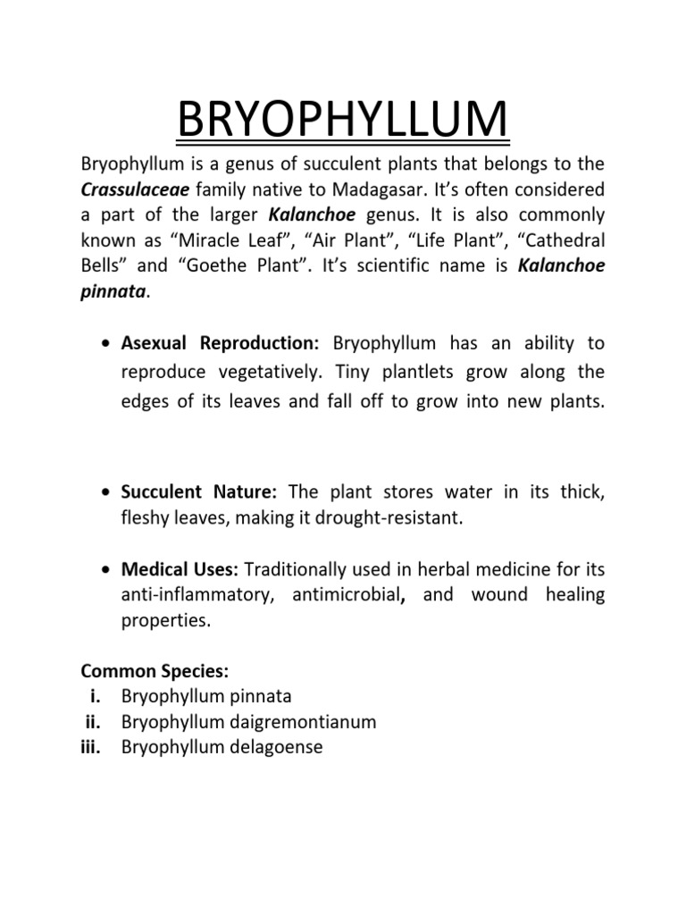 Bryophyllum | PDF