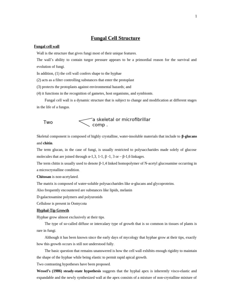 Fungal Cell Structure and Function | PDF | Mitosis | Fungus