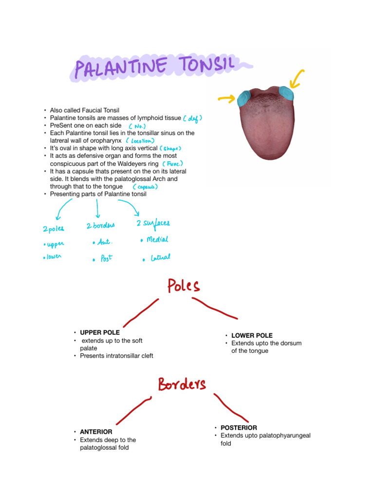 Anatomy of Waldeyer's Ring and Tonsils | PDF | Lymph Node | Tongue