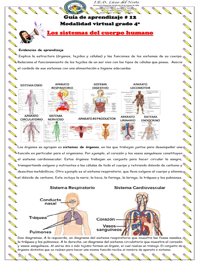Sistemas del Cuerpo Humano para Niños | PDF | Sistema circulatorio ...