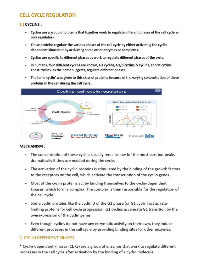 Cell Cycle Regulation and Mechanisms | PDF | Cell Cycle | P53