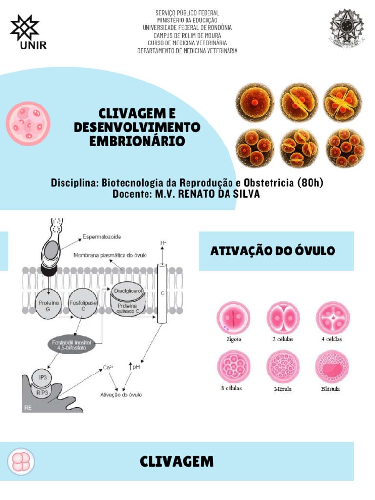 Clivagem e Desenvolvimento Embrionário | PDF | Embrião | Placenta