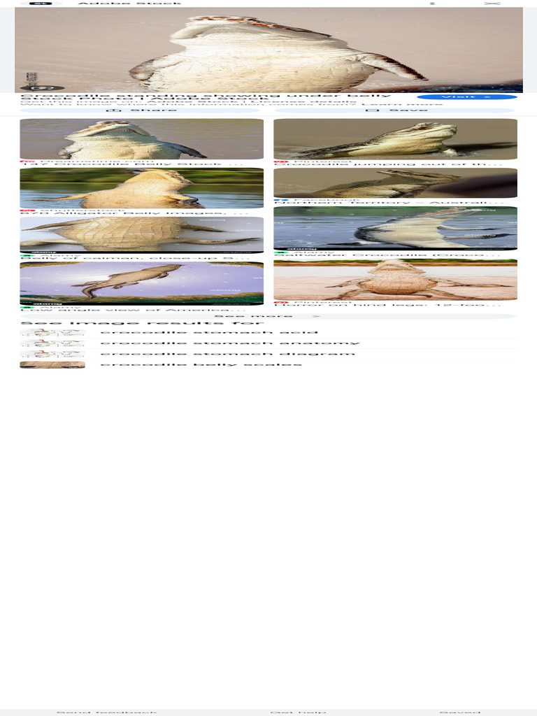 Crocodile Stomach - Google Search | PDF