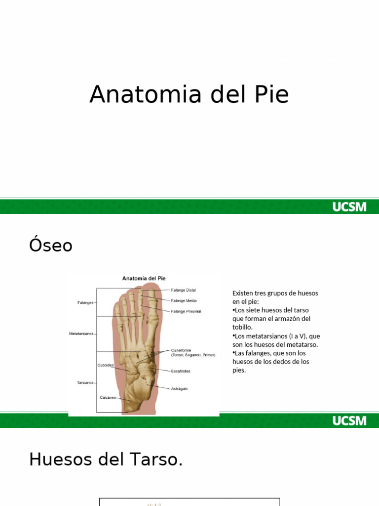 Anatomía del Pie: Huesos y Músculos | PDF | Pie | Tobillo