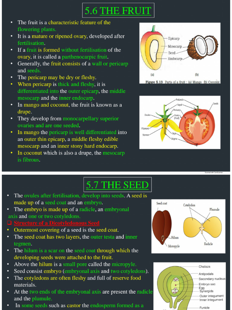 Fruit, Seed, Family Floral Formula and Diagram | PDF