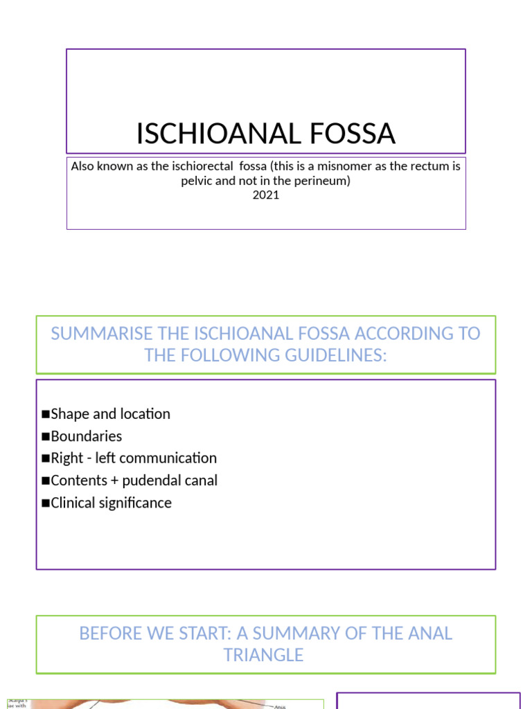 Ischioanal Fossa Mbchb2 | PDF | Pelvis | Musculoskeletal System