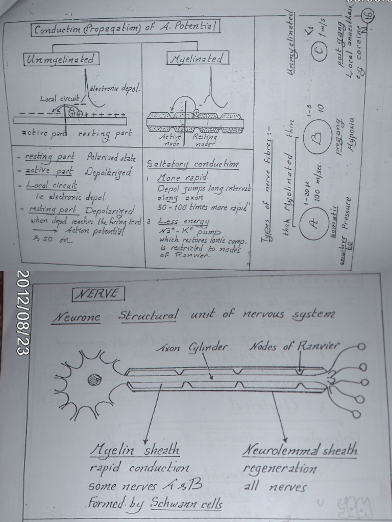 Nerve - Diagrams | PDF