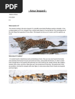Amur Leopard English Presentation | PDF | Endangered Species | Leopard