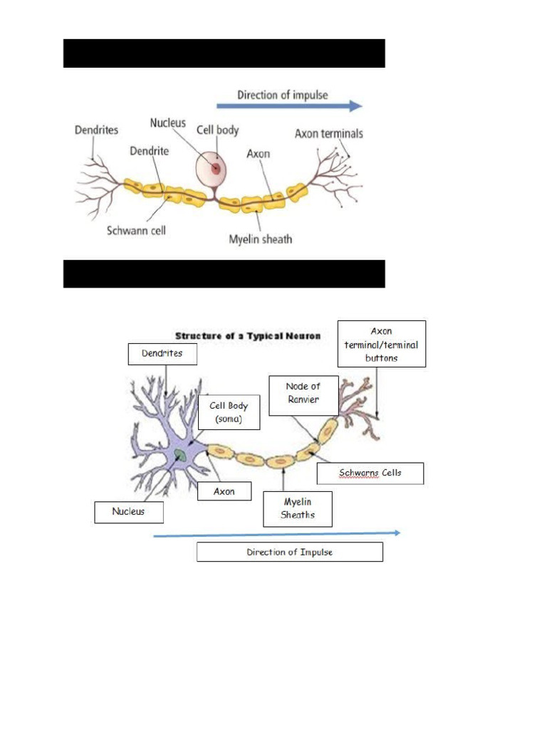 2324 S4 Neuron Types and Reflex Arc | PDF