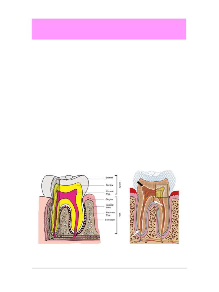 Development of Dental Pulp Anatomy | PDF | Dentin | Animal Anatomy