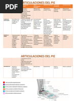 Ligamentos del Pie: Estructura y Función | PDF | Pie | Anatomía del ...