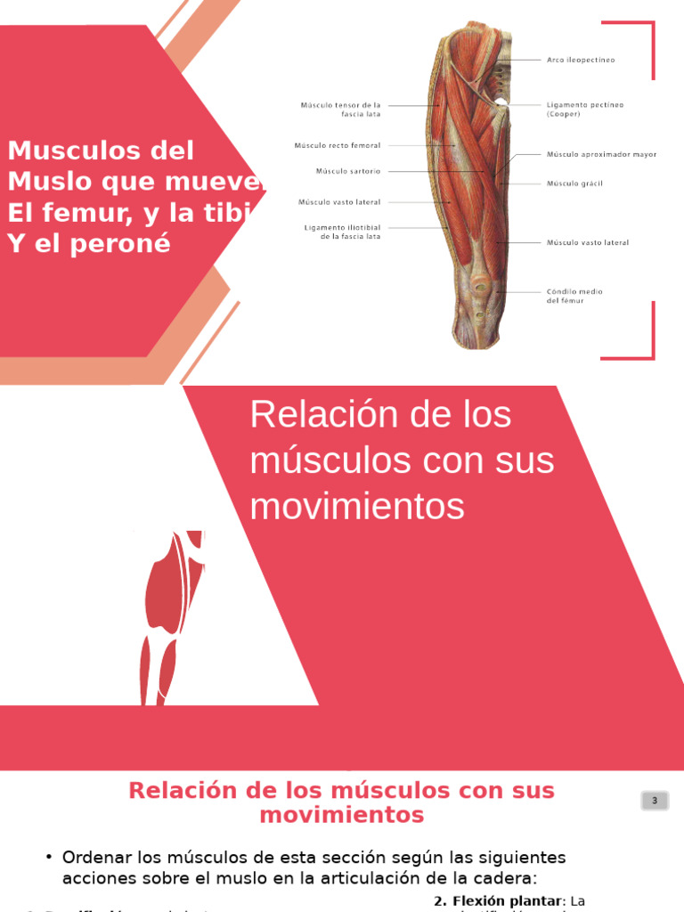 Músculos Del Muslo | PDF | Anatomía del miembro inferior | Sistema ...