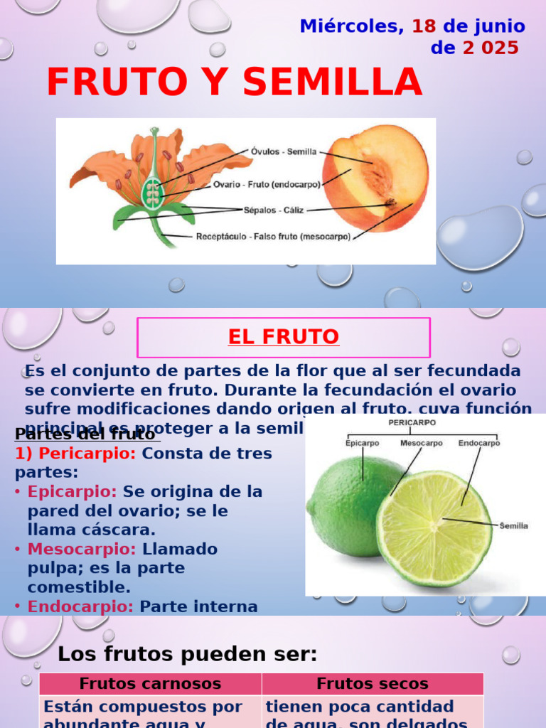 Fruto y Semilla | PDF