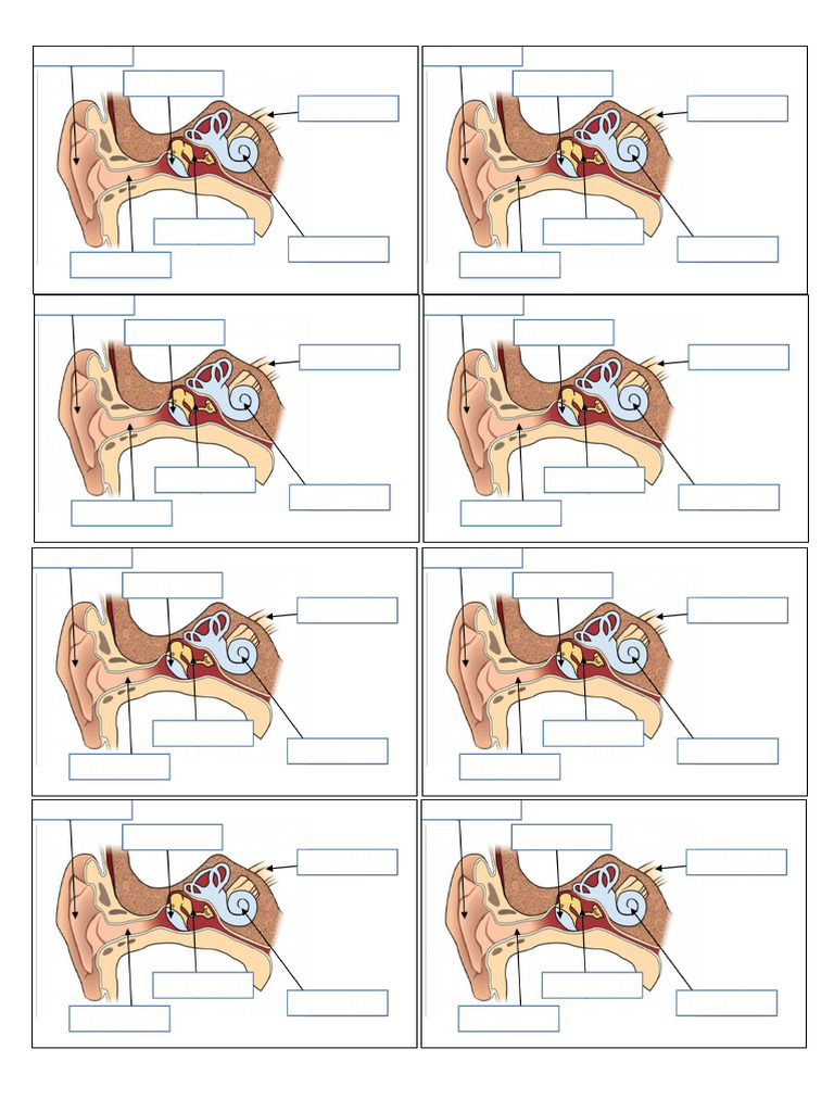 Ears Activity Sheet | PDF