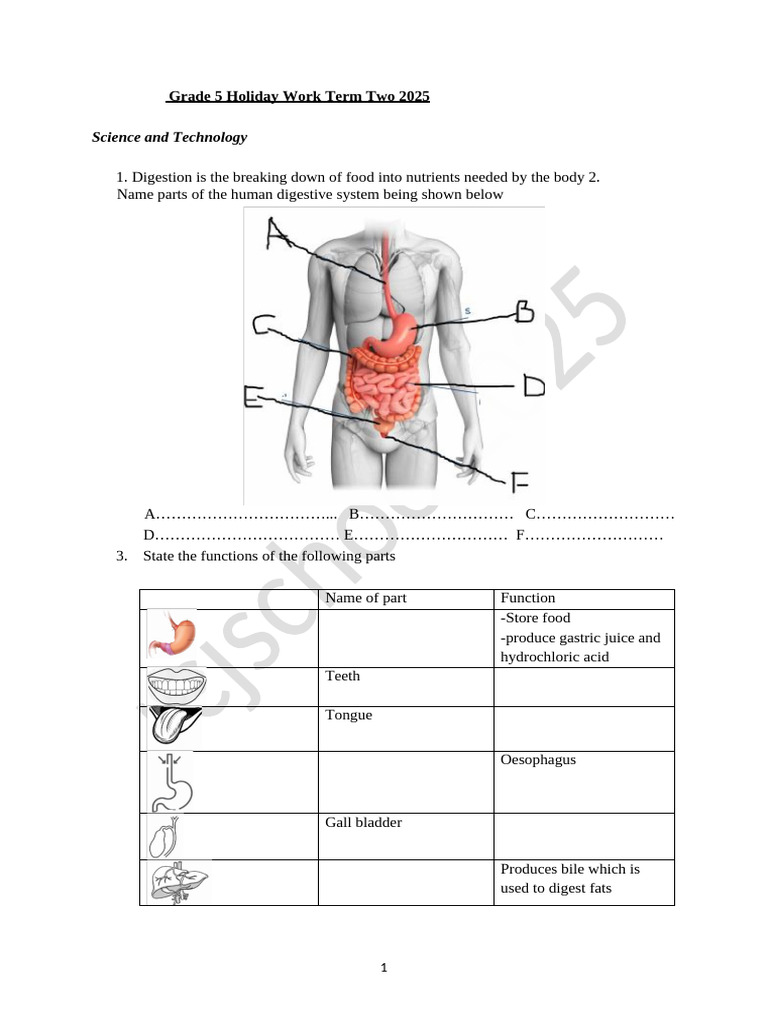 Grade 5 Science & Math Holiday Work | PDF | Digestion | Human Digestive ...