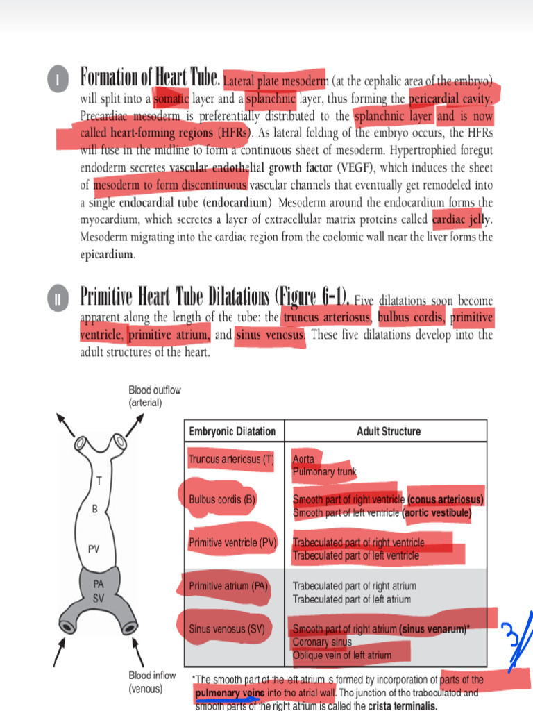 Cvs | PDF