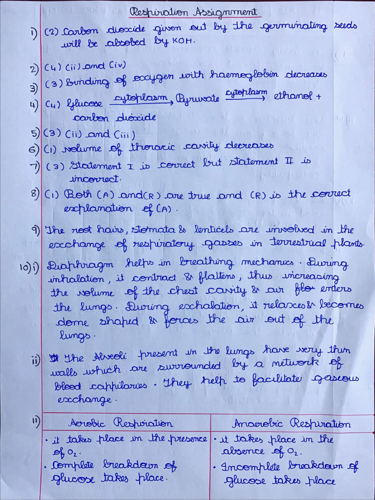 Respiration Assignment | PDF