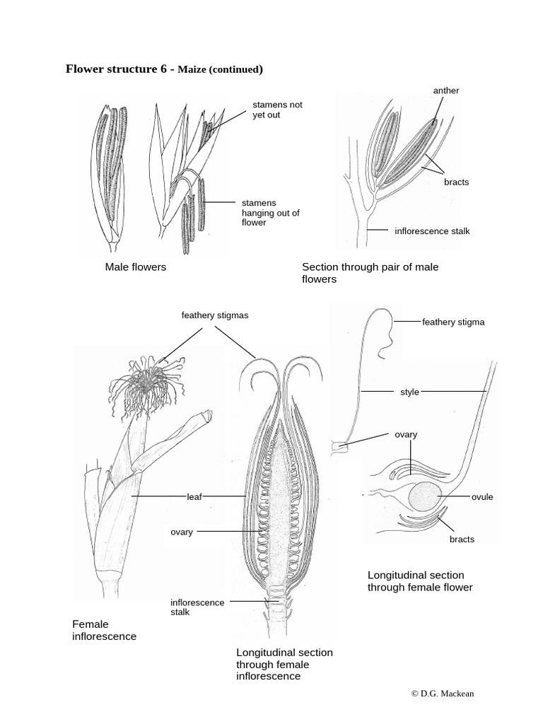 Plant Flower 07 Maize 2 | PDF