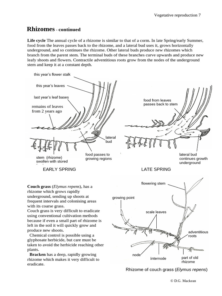Plants VR 07 Rhizomes 2 | PDF | Plant Stem | Horticulture