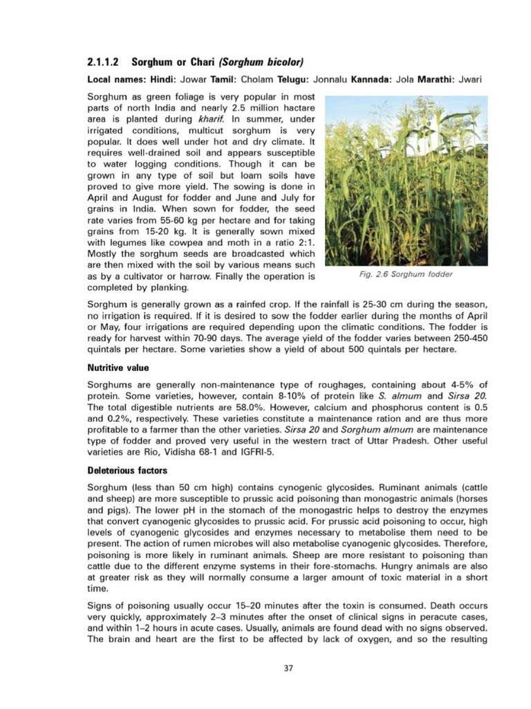 Sorghum Toxicity | PDF