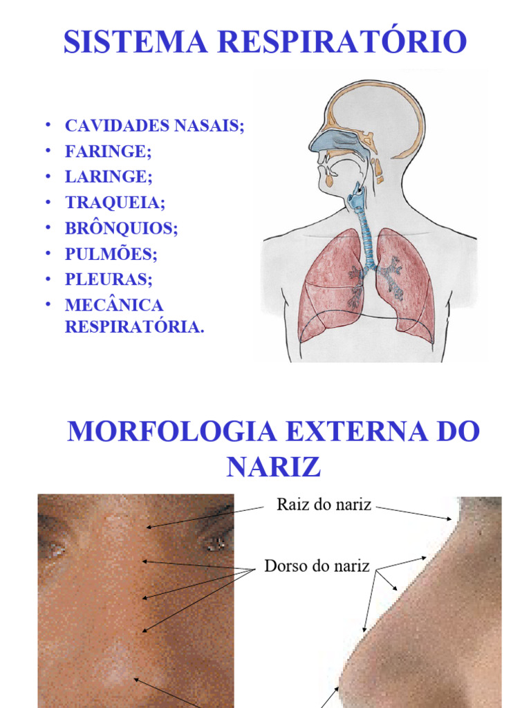Cartilagens da Laringe e Funções | PDF | Laringe | Sistema respiratório