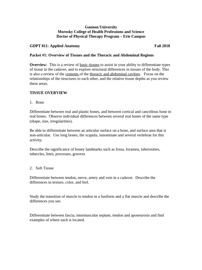 Abdominal-Thorax Lab Packet Gannon University | PDF | Thorax | Lung