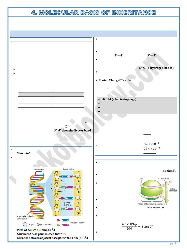 6 Molecular Basis of Inheritance - Notes | PDF | Operon | Genetic Code